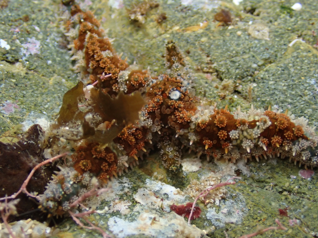 Eleven-armed Sea Star from Low Reef, New South Wales, Australia on ...