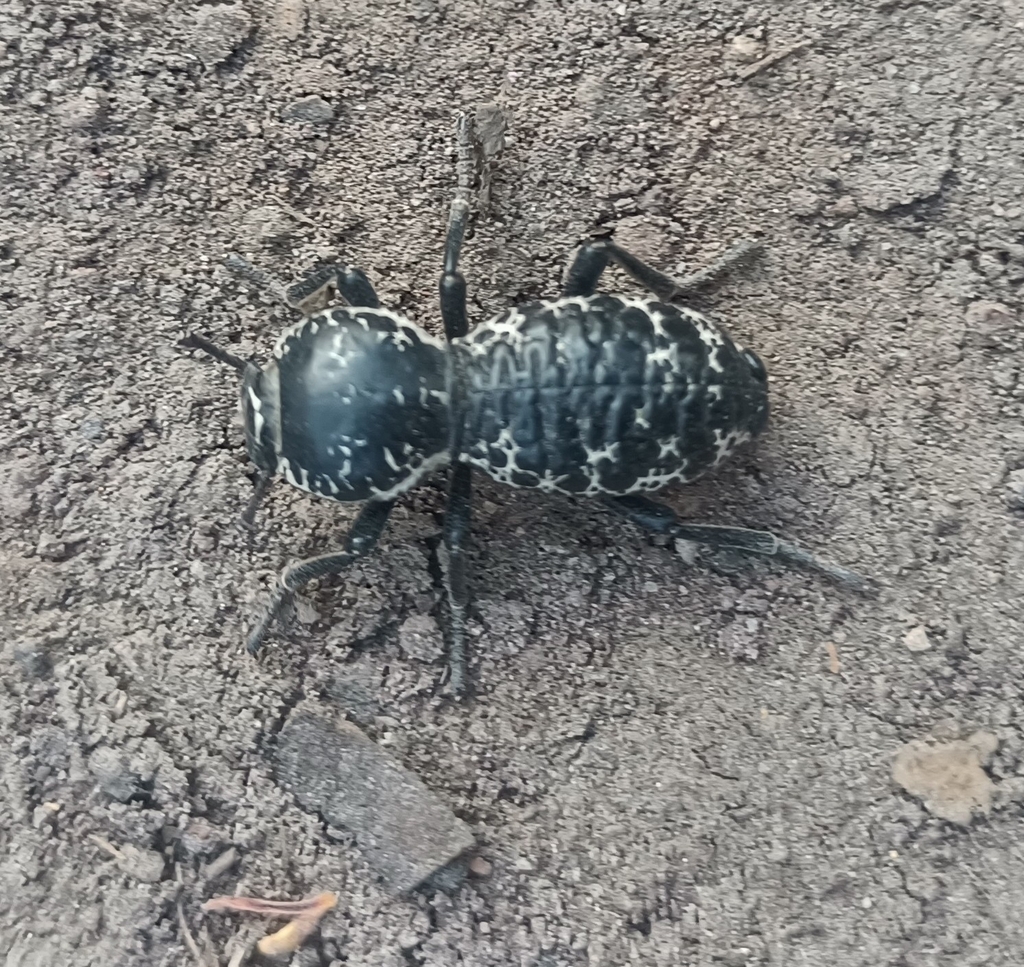 Zopherus laevicollis from Manzana 001, Sin Nombre, 56247 San Miguel ...