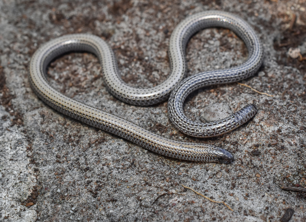 Batavia Coast Worm-lizard in July 2023 by Forrest He · iNaturalist