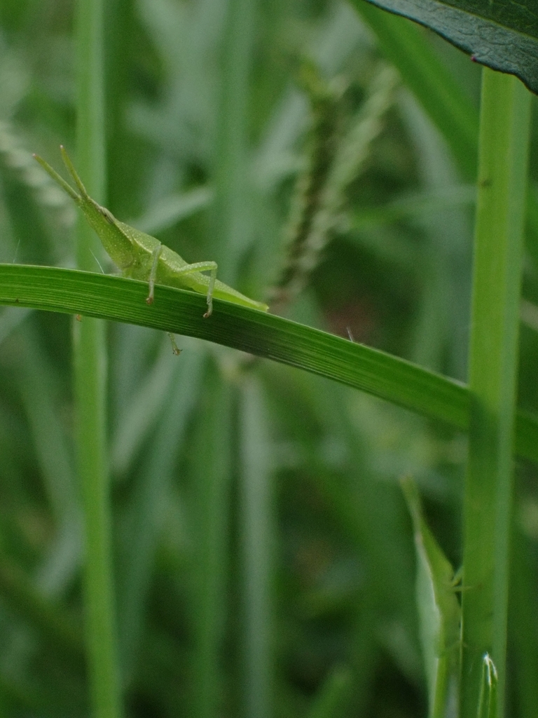 Atractomorpha in January 2024 by Michelle Colpus · iNaturalist