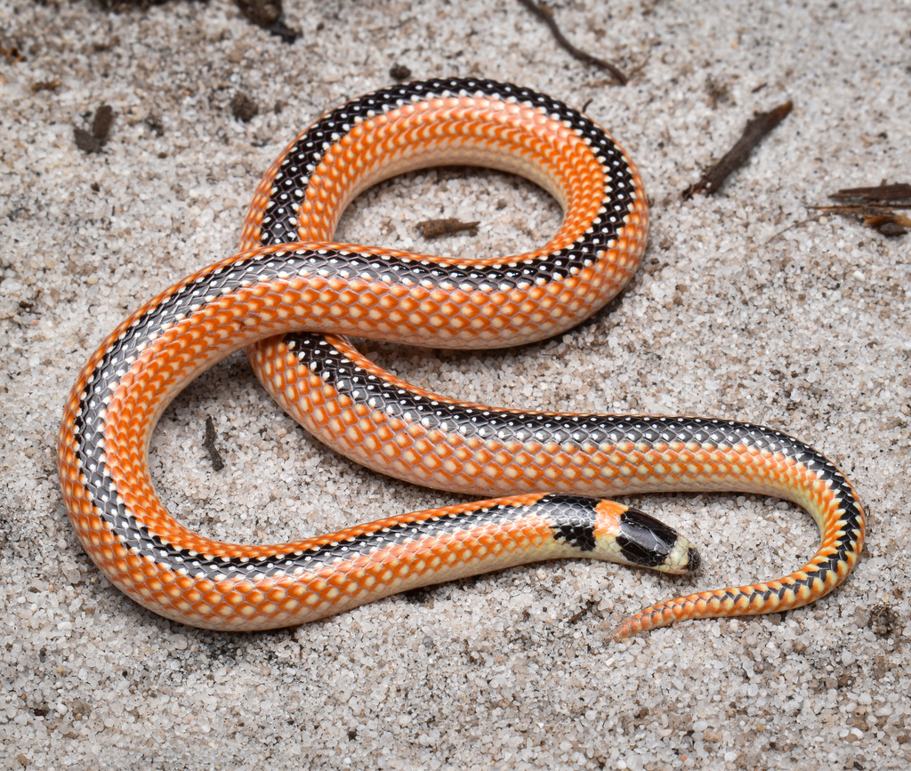 Black-striped Burrowing Snake in November 2023 by Forrest He · iNaturalist