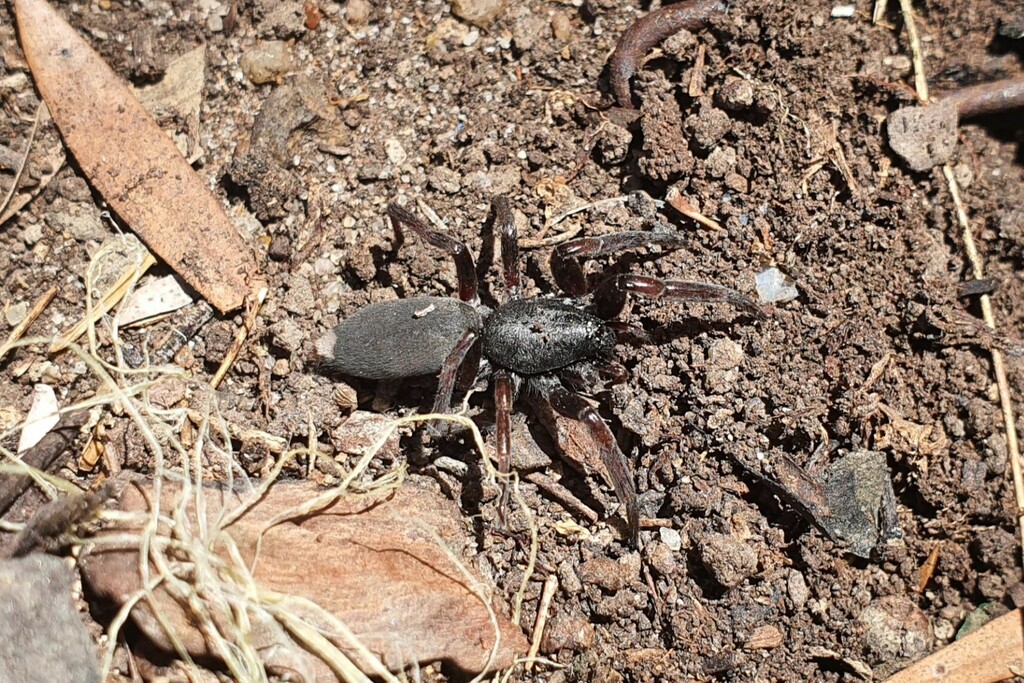White-tailed Spiders in January 2024 by Garry French · iNaturalist