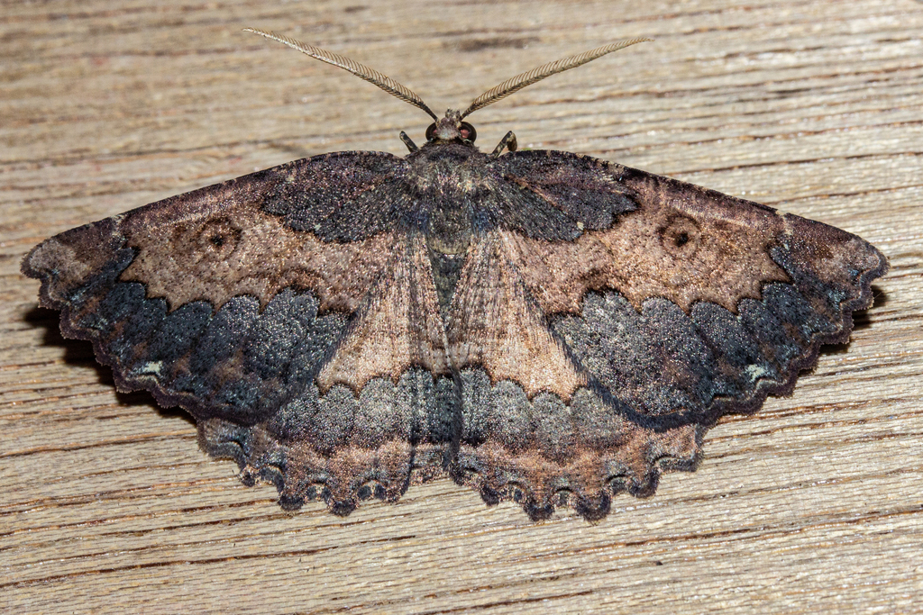 Lesser brown evening moth from Hedgehope 9872, New Zealand on January ...