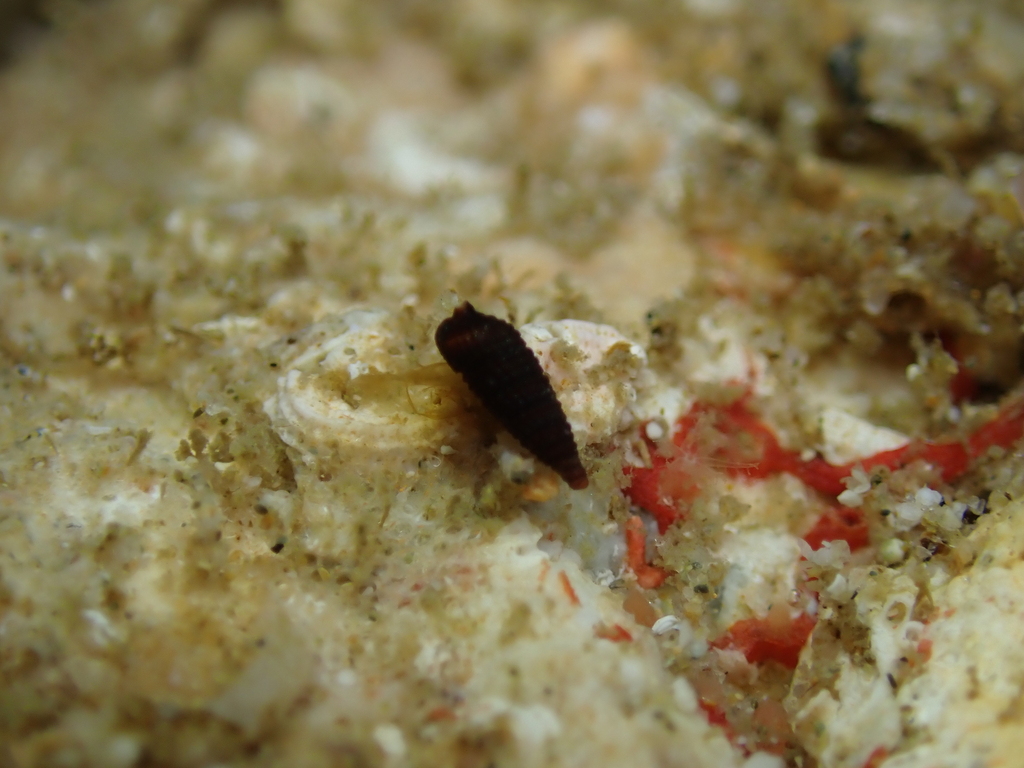 Triphoridae from Low Reef, New South Wales, Australia on January 23 ...