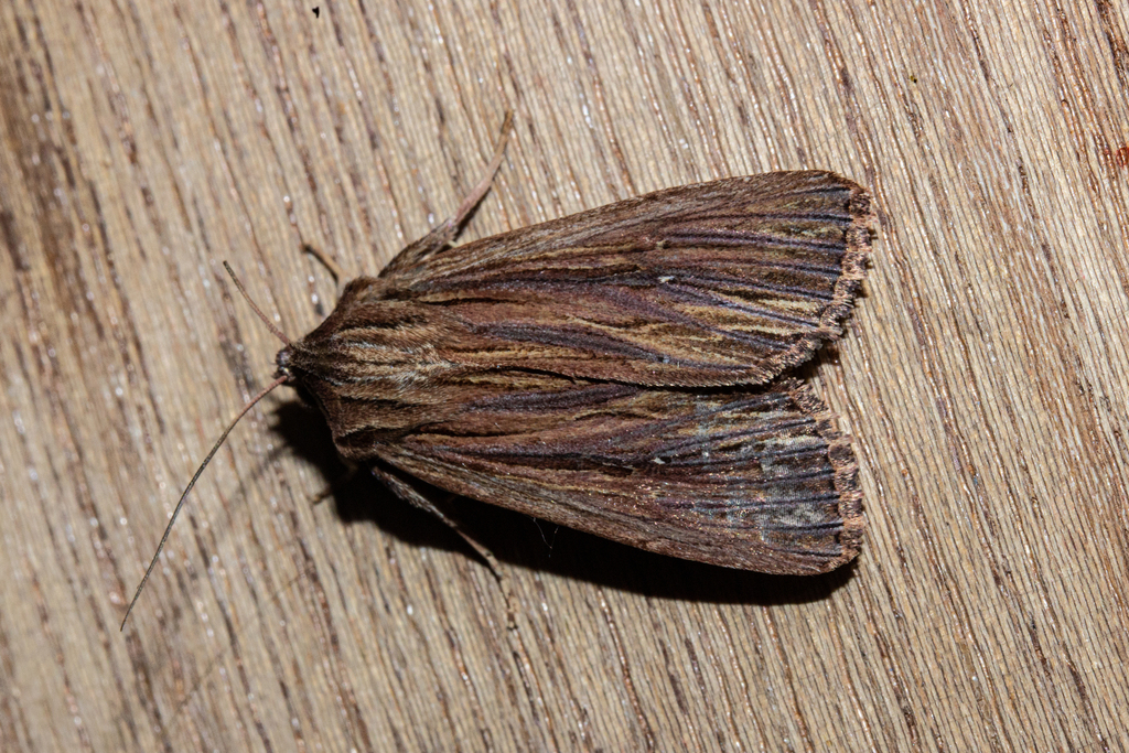 Flax notcher moth from Hedgehope 9872, New Zealand on January 17, 2024 ...