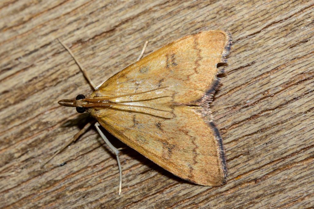 Rusty Dotted Triangle from Hedgehope 9872, New Zealand on January 17 ...