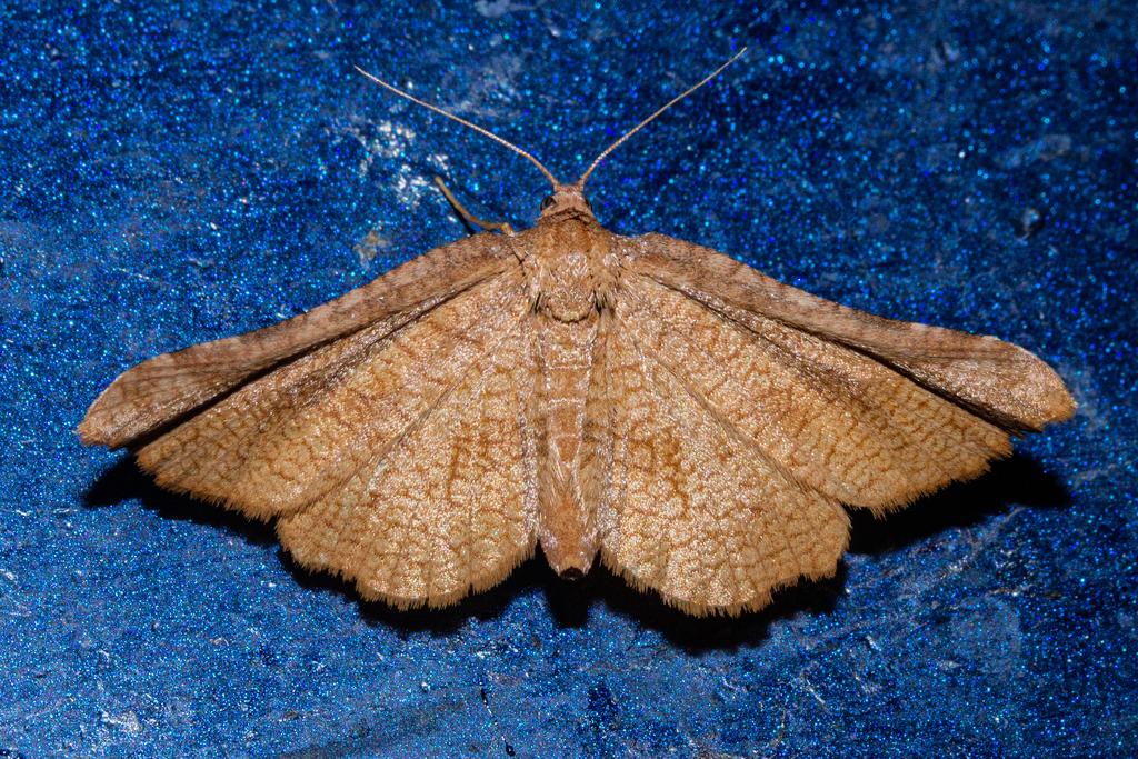 Muehlenbeckia Stem Gall Moth from Hedgehope 9872, New Zealand on ...