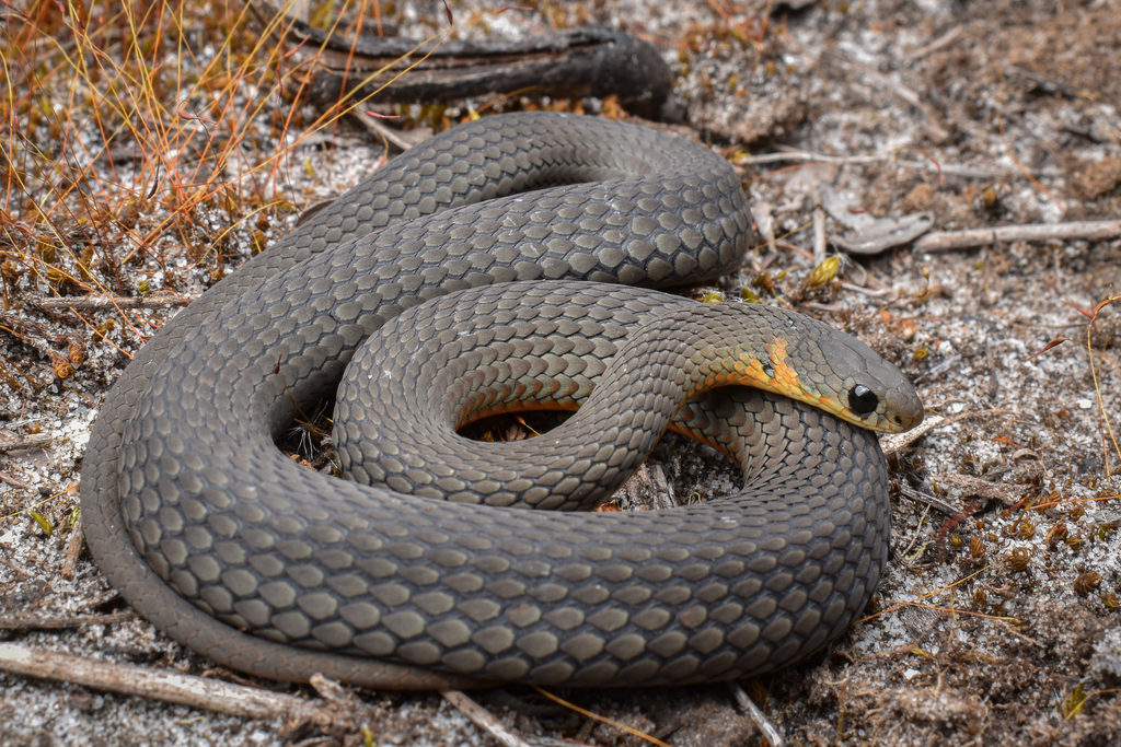 Short-nosed Snake in November 2023 by Forrest He · iNaturalist