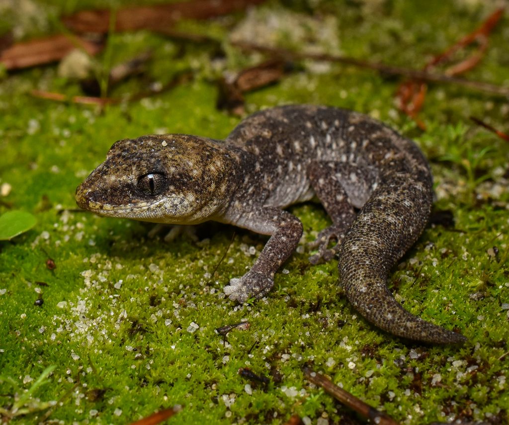 Spotted Sandplain Gecko in June 2023 by Forrest He · iNaturalist