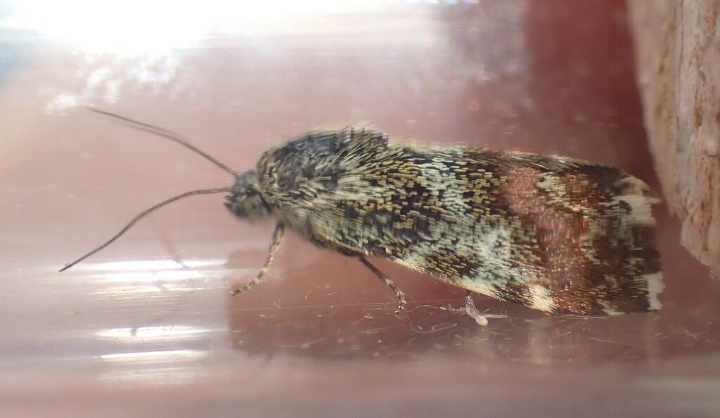 Acontia viridisquama from Hérault, Languedoc-Roussillon, France on ...