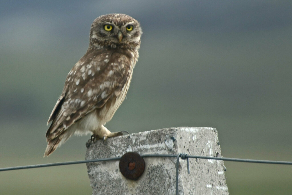 Little Owl from Hongyuan/Maerkang area, Ngawa Tibetan and Qiang ...