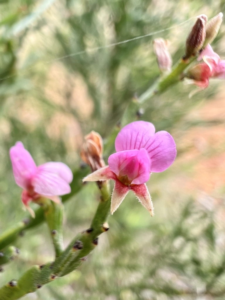 Jacksonia thesioides from Kutini-Payamu (Iron Range) National Park ...