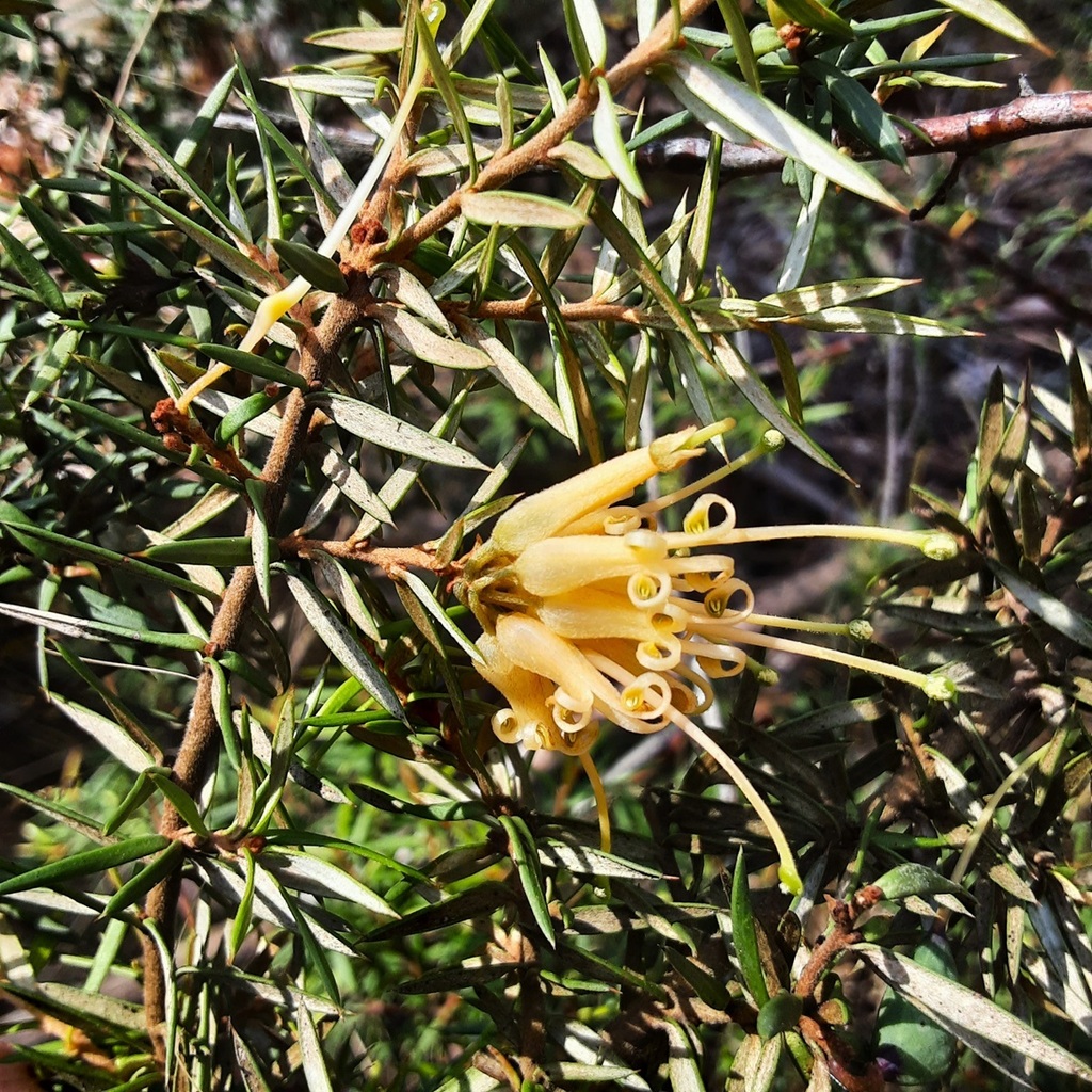 juniper-leaf grevillea from Hampton NSW 2790, Australia on January 22 ...