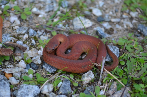 Bardick (Echiopsis curta) - Snakes and Lizards
