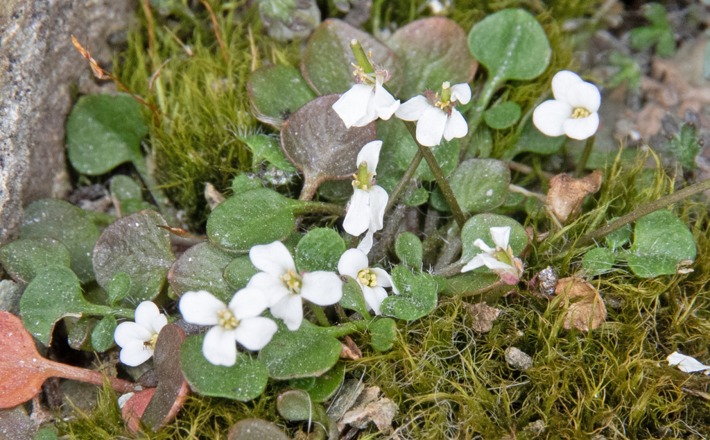Bittercresses and Toothworts from Coronet Peak 9371, New Zealand on ...