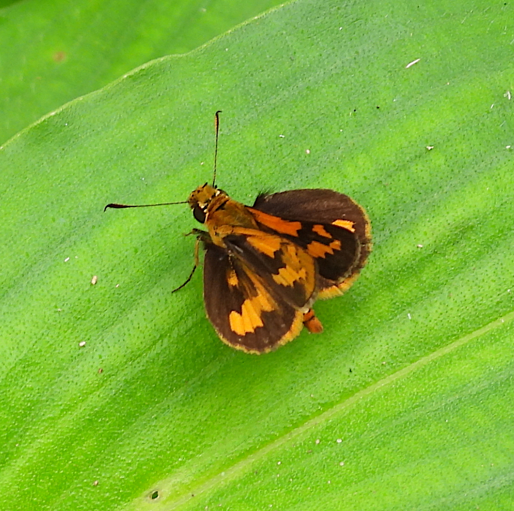 Dark Orange Dart from Brian Battersby Park, Arana Hills QLD 4054 ...