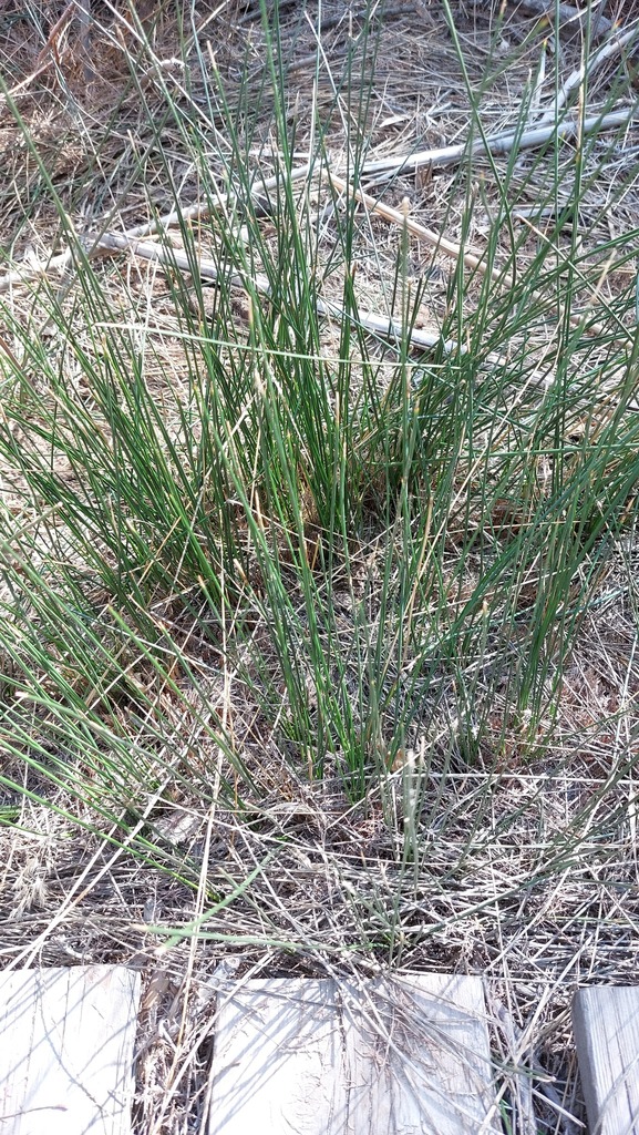 Salt Rush from Bethlehem, West Bank, Palestine on January 22, 2024 at ...
