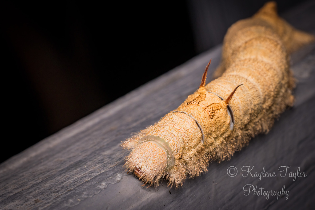 Gum Snout Moth from Perth WA, Australia on January 21, 2024 at 08:52 PM ...