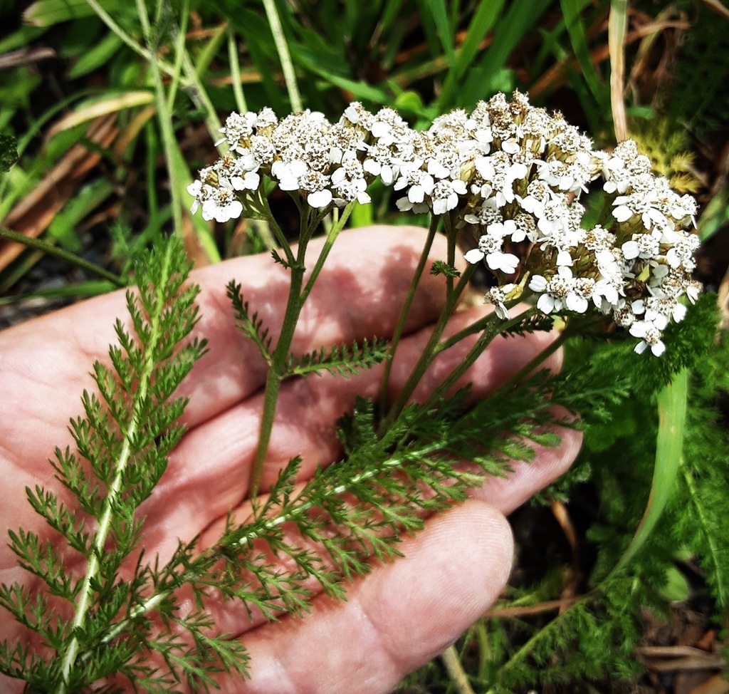 common yarrow from Hampton NSW 2790, Australia on January 22, 2024 at ...