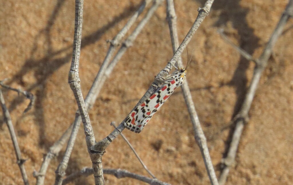 Crimson-speckled Flunkey from Tawi Mahafiz - Sharjah - United Arab ...