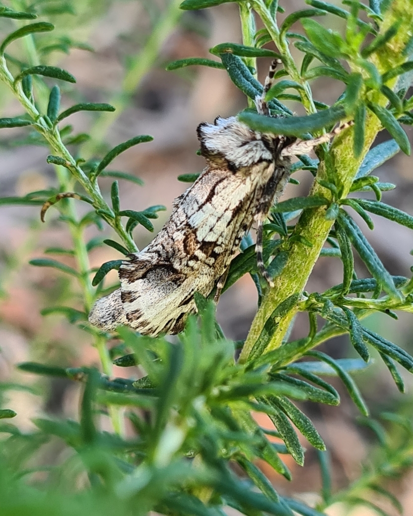 Archaeoses polygrapha from Burnside SA 5066, Australia on January 23 ...