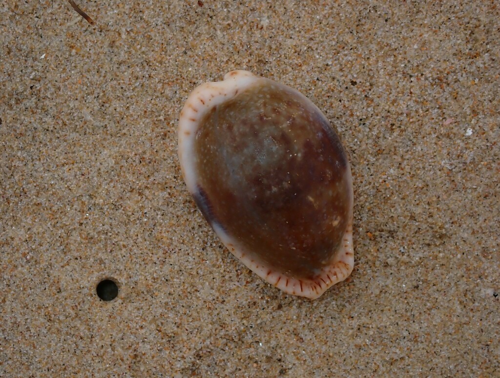 Eroded Cowry from Barcoongere NSW 2460, Australia on January 23, 2024 ...