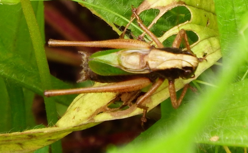 Basque Wide-winged Bush-cricket in August 2014 by Cxrr_612 · iNaturalist