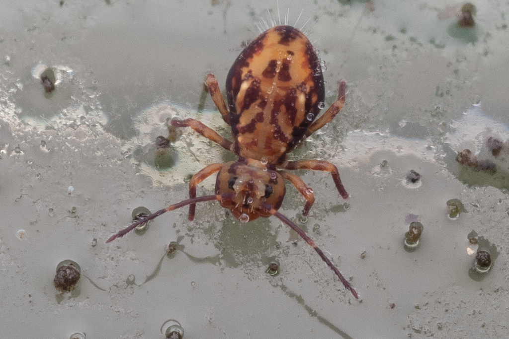 Dicyrtomina saundersi in January 2024 by Alan Yoshioka · iNaturalist