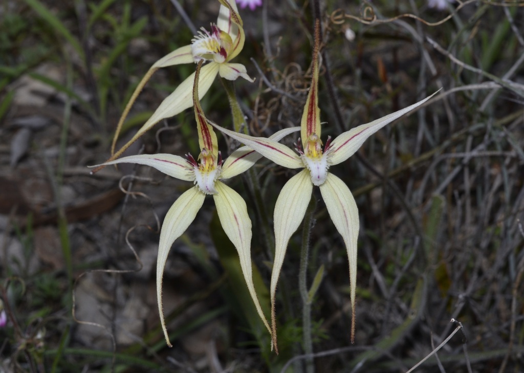 Caladenia × triangularis in September 2021 by Stephen Buckle · iNaturalist