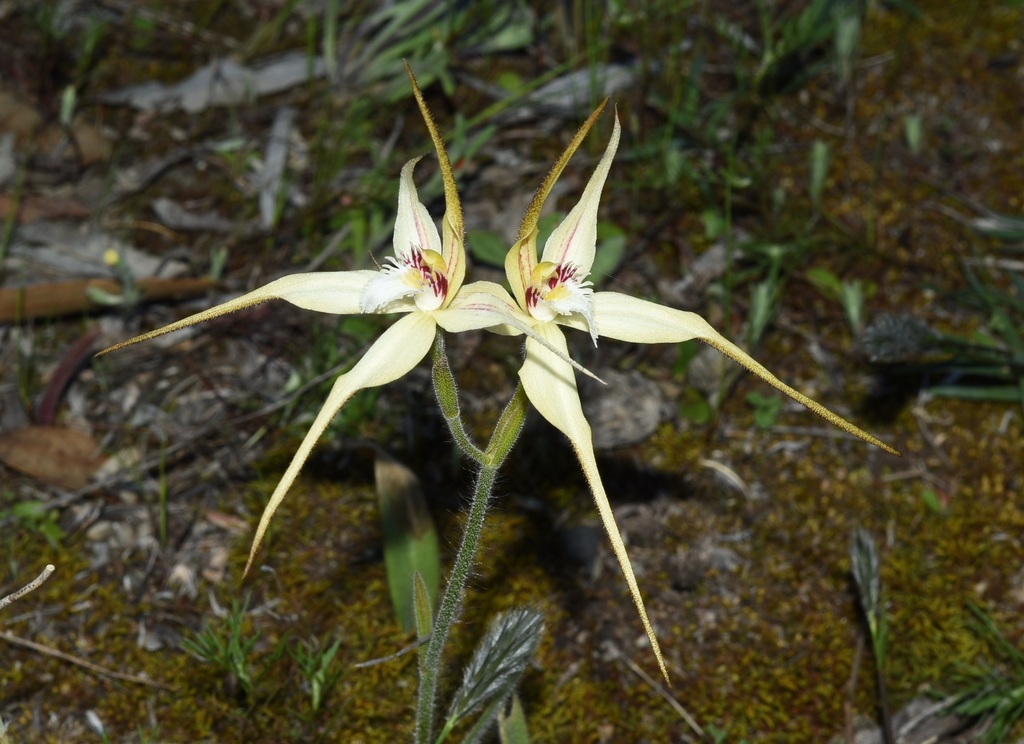 Caladenia × triangularis in August 2020 by Stephen Buckle · iNaturalist