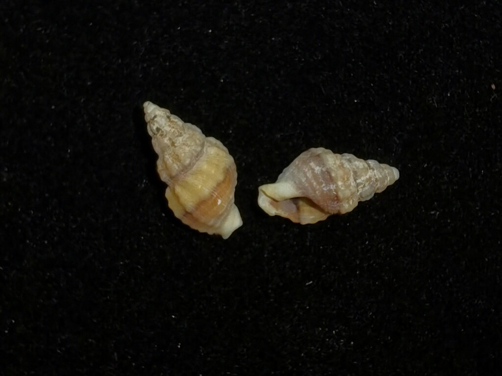 Nassarius fraterculus from 中国青岛市黄岛区唐岛湾 邮政编码: 266580 on January 16, 2022 ...