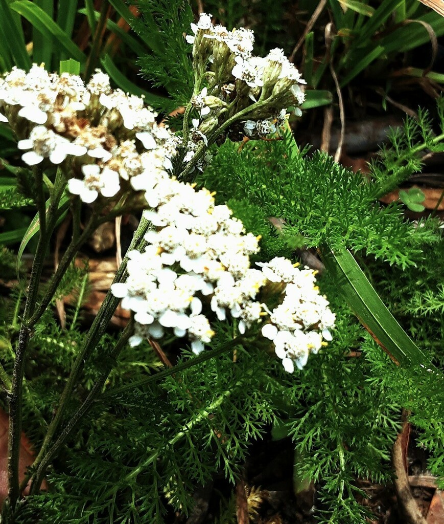 common yarrow from Hampton NSW 2790, Australia on January 22, 2024 at ...