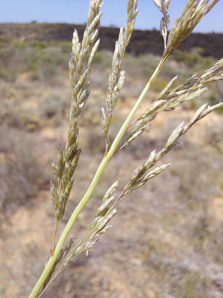 African love grass from Cacadu, Eastern Cape, South Africa on November ...
