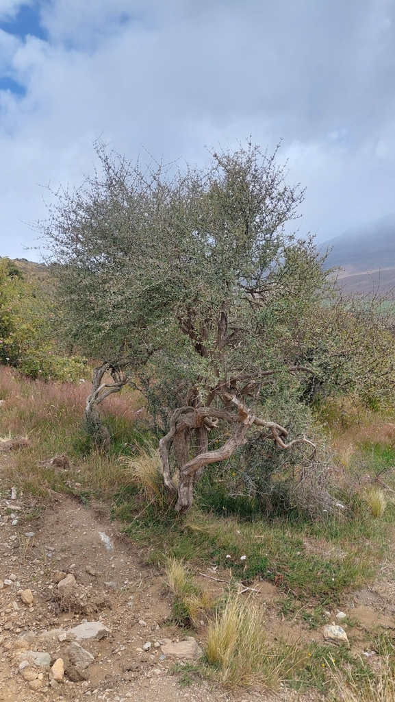 Olearia odorata from Nevis 9384, New Zealand on January 23, 2024 at 03: ...