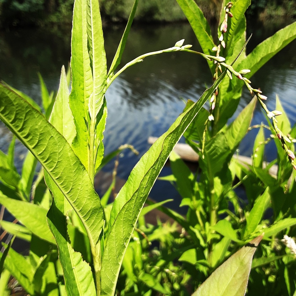 slender knotweed from Hampton NSW 2790, Australia on January 22, 2024 ...