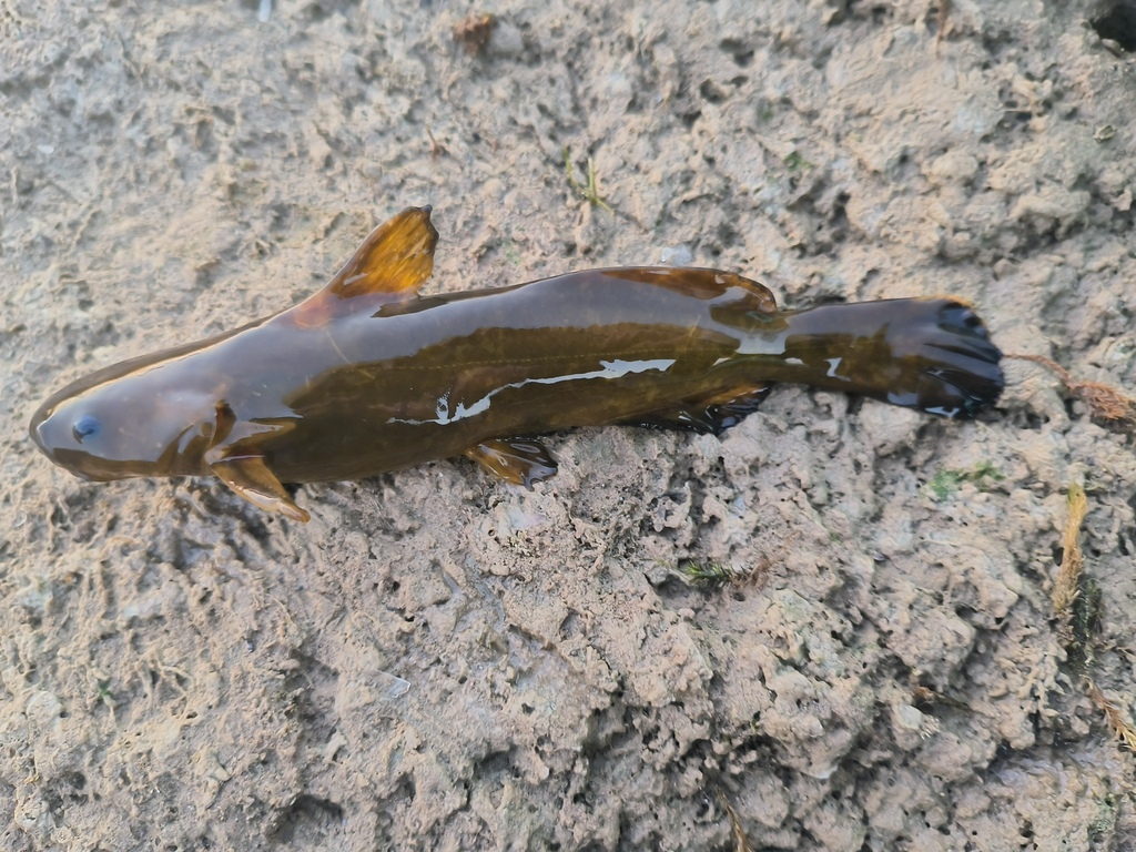 (Tachysurus ussuriensis) - Marine Life Identification