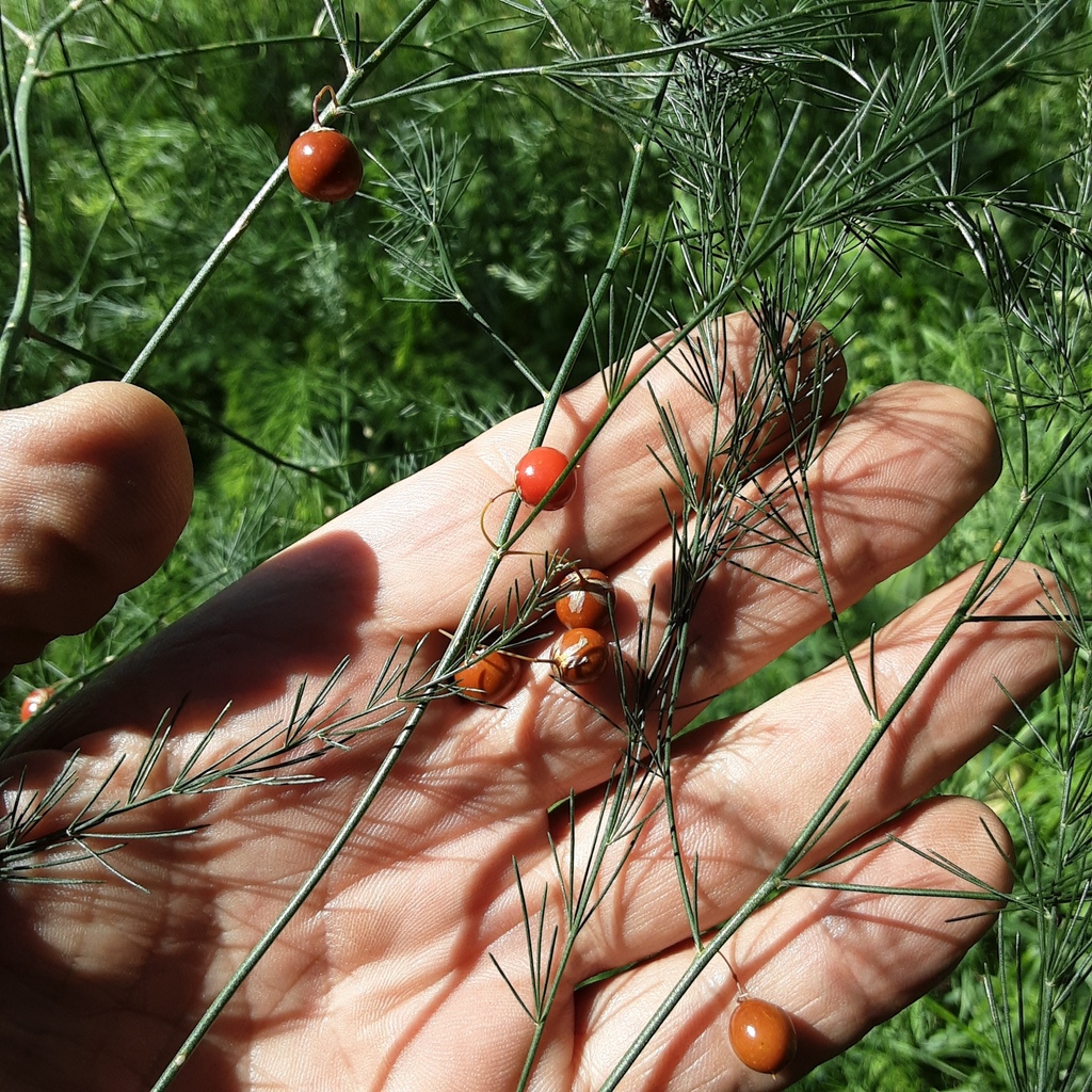wild asparagus from Tarana NSW 2787, Australia on January 22, 2024 at ...