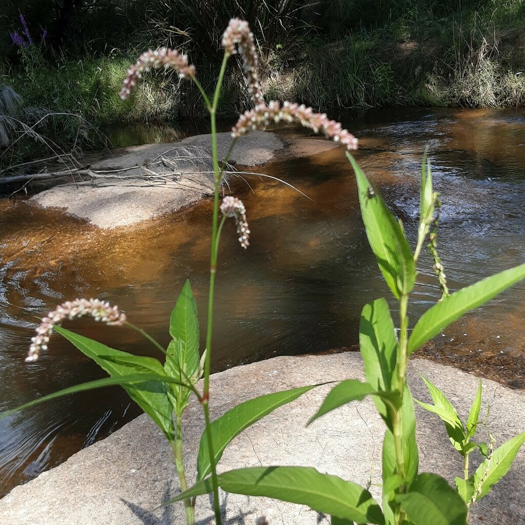 slender knotweed from Tarana NSW 2787, Australia on January 22, 2024 at ...