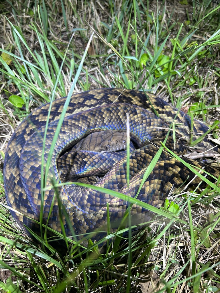 Australian Scrub Python from Tully Gorge Rd, Cardstone, QLD, AU on ...