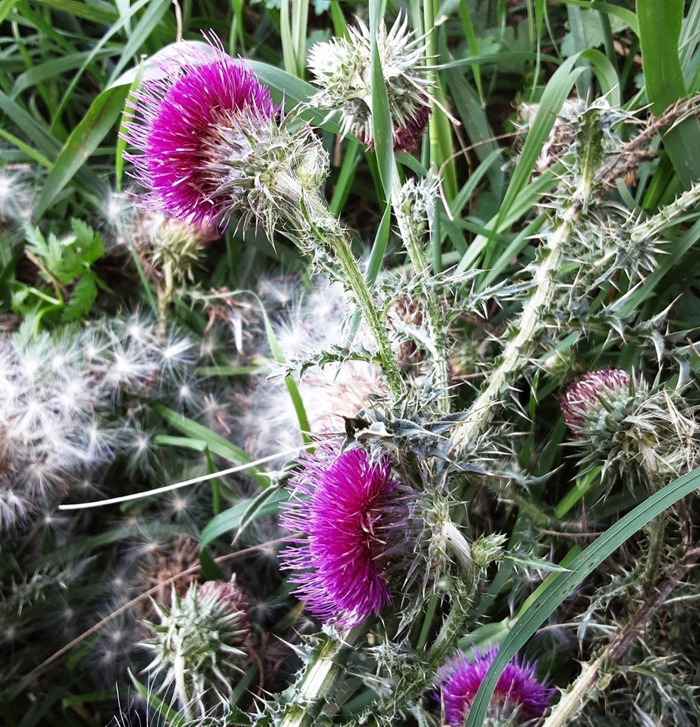 musk thistle from Tarana NSW 2787, Australia on January 22, 2024 at 04: ...