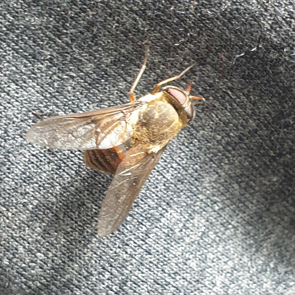 Bush Flies from Big Pats Creek VIC 3799, Australia on January 23, 2024 ...