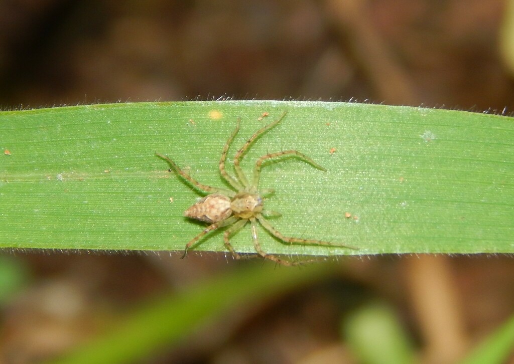 Grass lynx spiders from Bulawayo South, Bulawayo, Zimbabwe on January ...