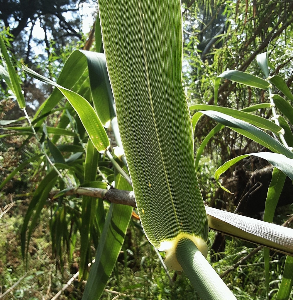 giant reed from Tarana NSW 2787, Australia on January 22, 2024 at 04:20 ...