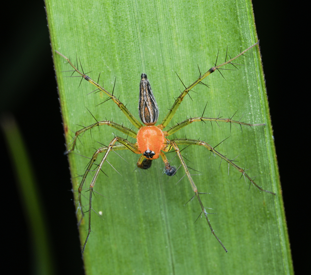 Burmese Lynx Spider from 中国云南省西双版纳傣族自治州勐海县 on 20 September, 2023 at 10: ...