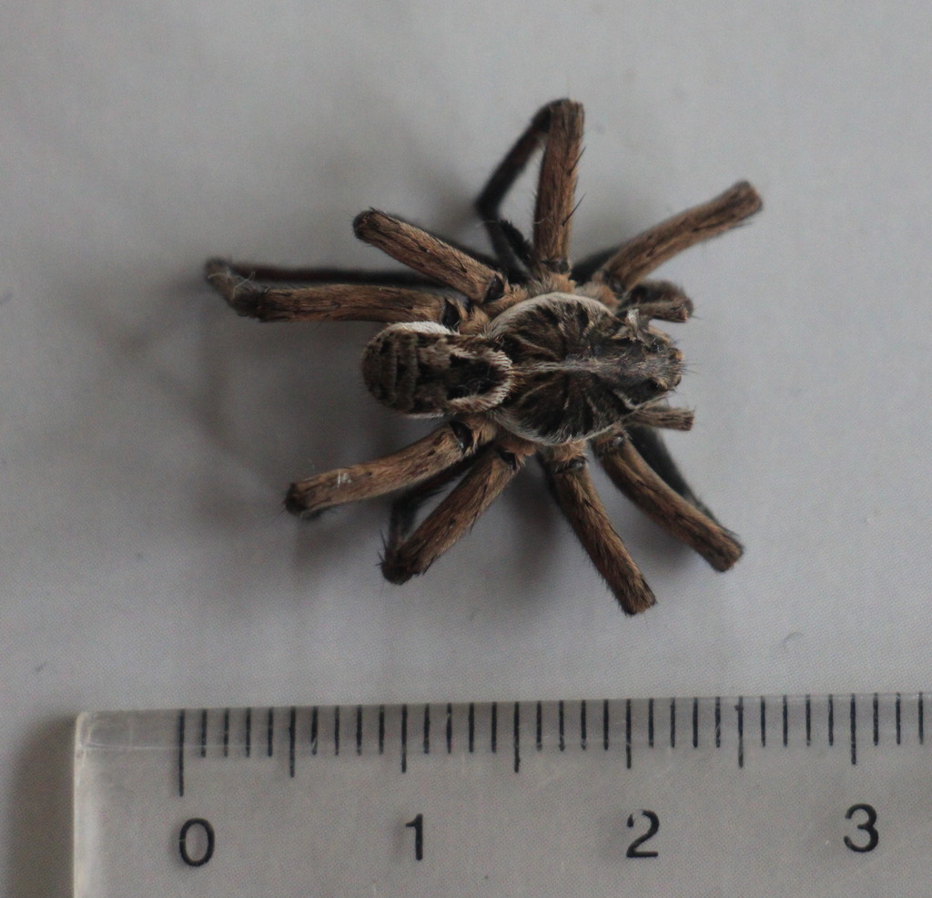 Union-Jack Wolf Spiders from Currowan NSW 2536, Australia on January 20 ...