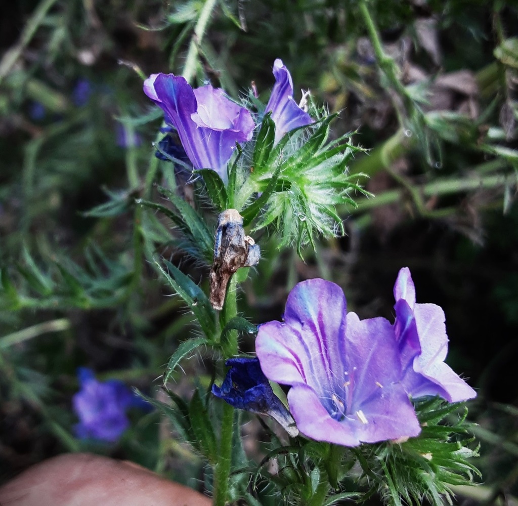 purple viper's-bugloss from Tarana NSW 2787, Australia on January 22 ...
