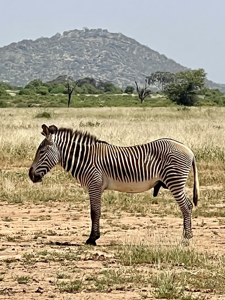 Grévy's Zebra in January 2024 by ken_simonite · iNaturalist