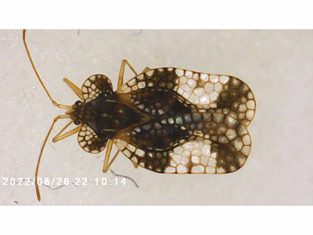 Stephanitis nashi from 中国北京市海淀区 on June 10, 2022 at 11:24 AM by Yushi ...