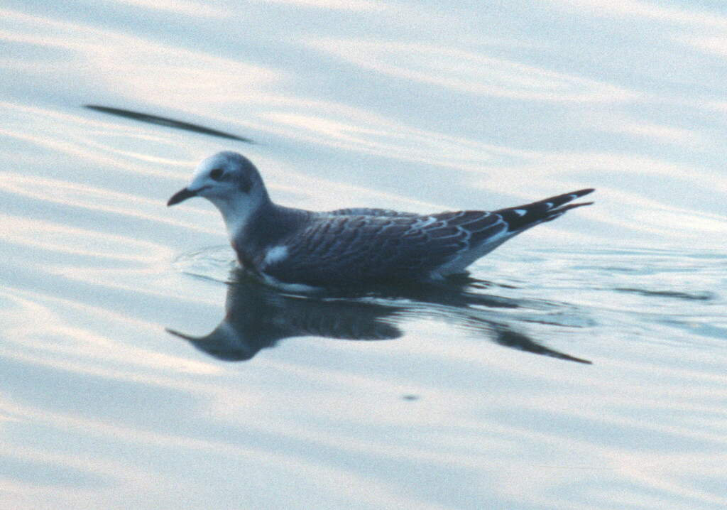 Sabine's Gull from Hornsby Bend, Austin, Travis Co., TX on October 2 ...