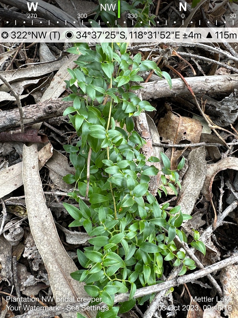 Cape Smilax from Albany, Western Australia, Australia on October 3, 2023 at 09:46 AM by Karlene ...